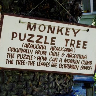 Poet Tree – Estella Lynch